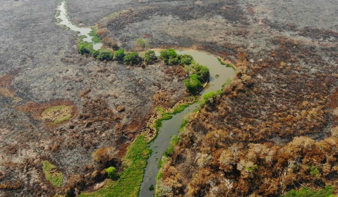 Contra a destruição da Amazônia, do Pantanal e do Brasil: às ruas no ...